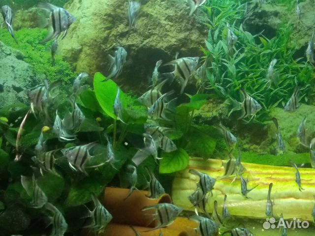 Мальки скалярии голубой бриллиант