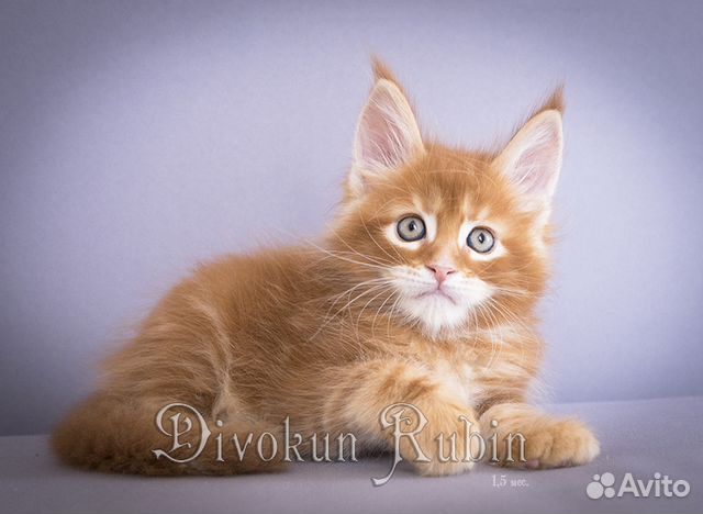 Котик мейн-кун Рубин окрас красный мраморный (d22)