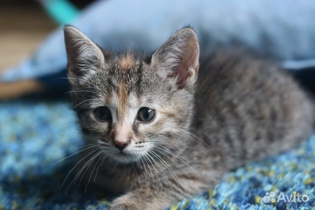 Одам ответственным людям