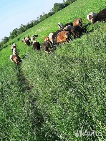 Баранина коза ягнята