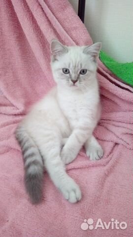 Продам котят