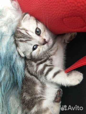 Шотландская вислоухая кошечка, 1,5 мес
