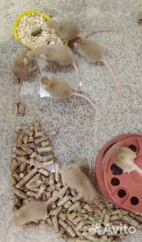 Декоративная сатиновая мышь Опт