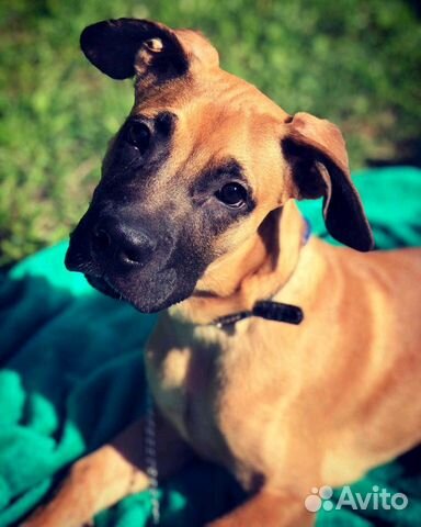 Щенок помесь мастифи и питбуля 5.5 месяцев