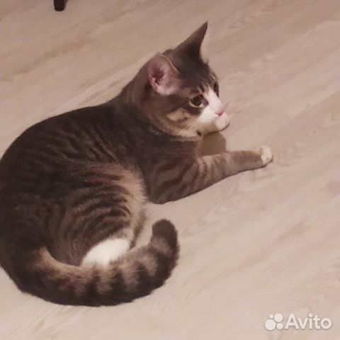 Молодой спокойной кот