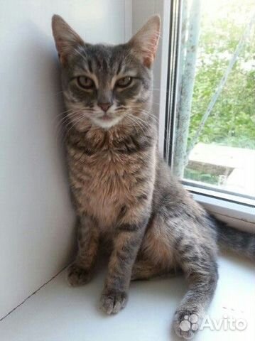 Малышка серого окраса