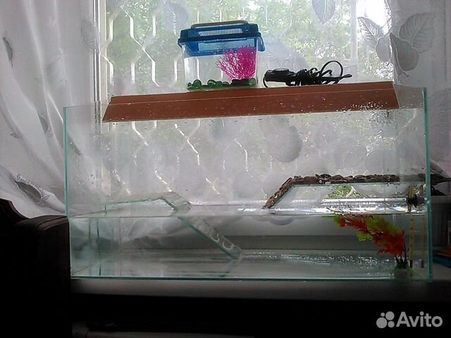 Продаю черепашек