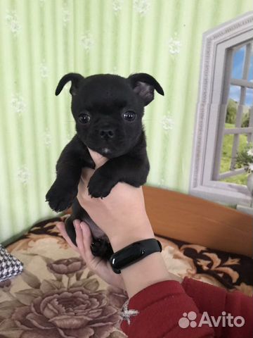 Щенки чихуахуа