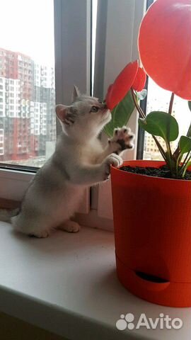 Котенок Британский