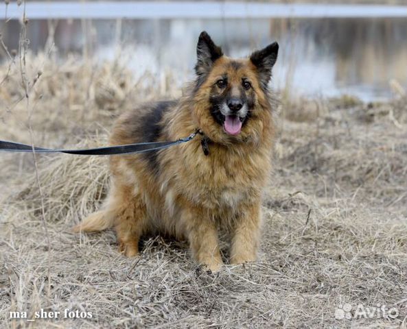 Немецкая овчарка Циля в дар