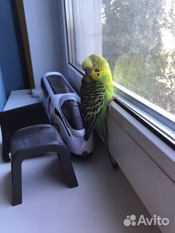 Волнистый попугай