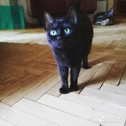 Помощь котейкам