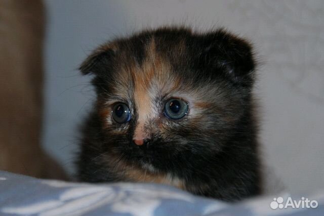 Котенок