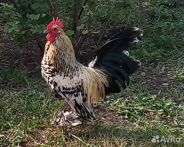 Петух,курица и цыплята(Мильфлер)