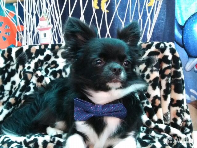 Молодой жених ждёт дам