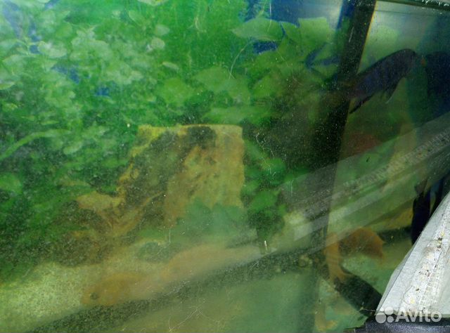 Отдам рыбок