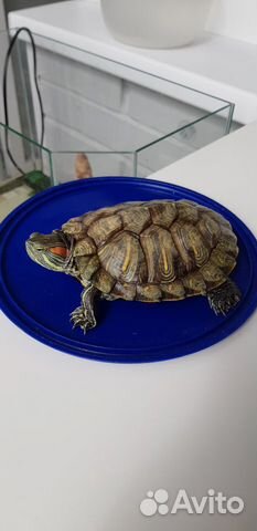 Отдам красноухую черепашку
