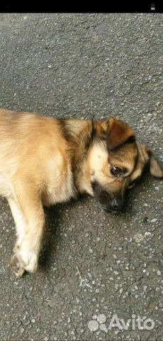 Стёпка хочет домой