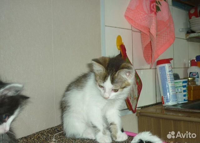 Мурка) котенок, 2 мес