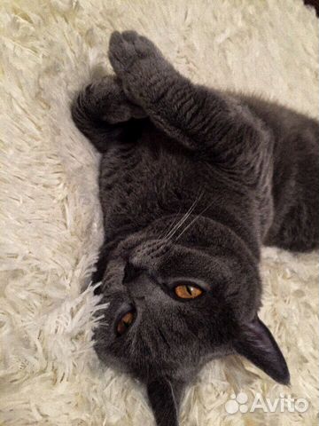Вязка с Британским котом