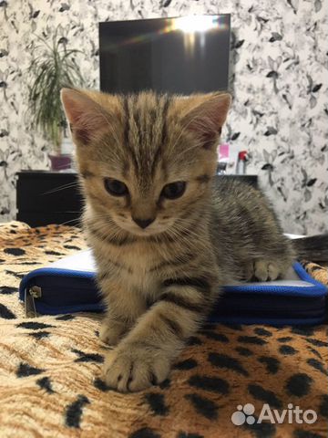 Супер котик