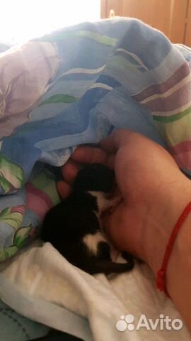 Котенок 3 дня