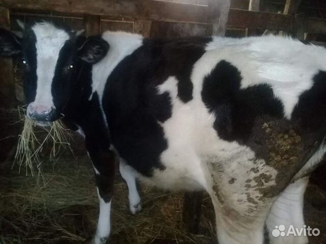 Продам годовалого бычка