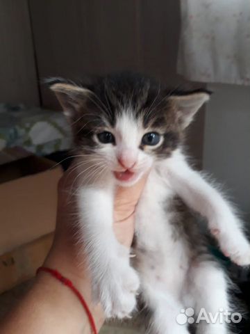 Котёнок в дар