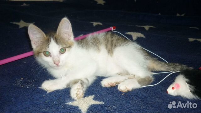 Хулиганистая малышка, киска - ласкушка, 2 мес