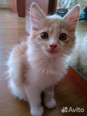 Персиковый ушастик