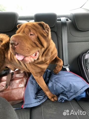 Найден пёс Шарпей