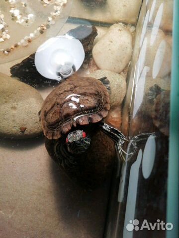 Красноухая черепаха