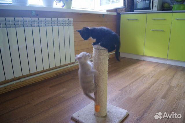 Котики в добрые руки