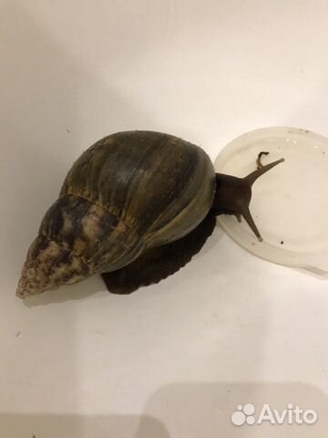 Улитка ахатина