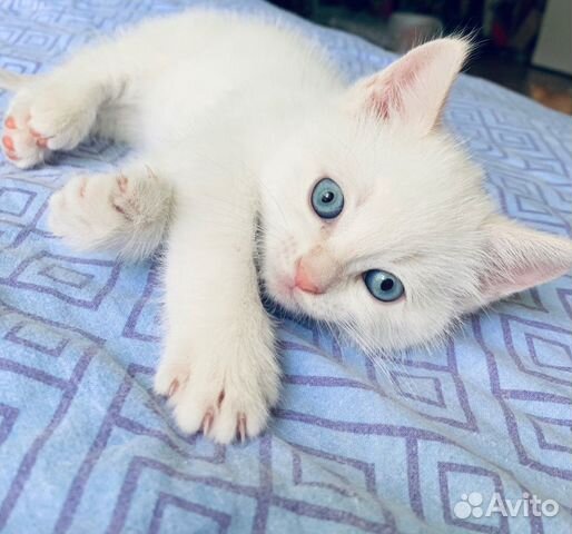 Котик 1,5 месяца в хорошие руки