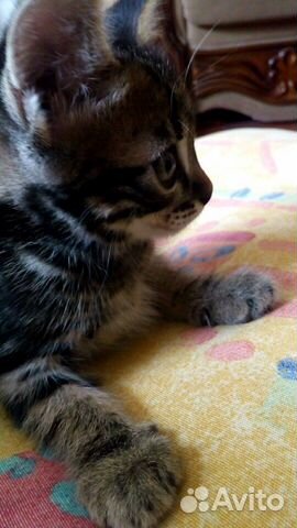 Весёлые и игривые котята ищут хозяина