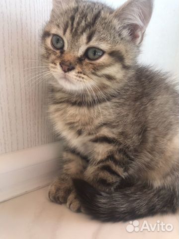 Британские котята