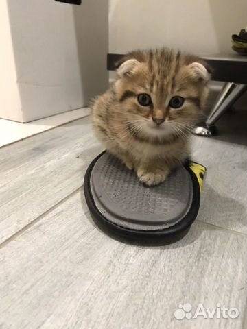 Котенок британец