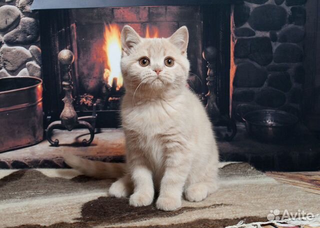 Кремовый британчик