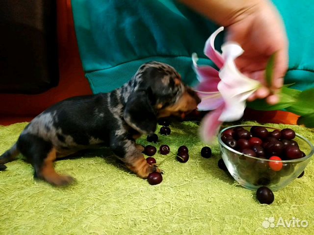 Таксята- мини мрамор