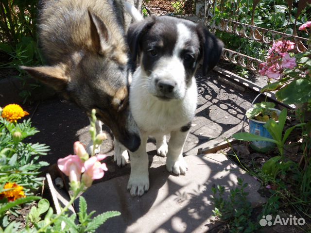 Помесный щенок лайки