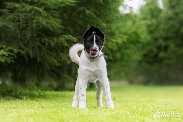 Щенок в добрые руки