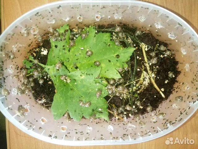 Улитки Ахатины