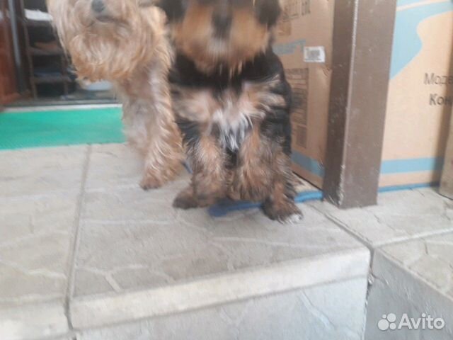 Продам йорчика без док