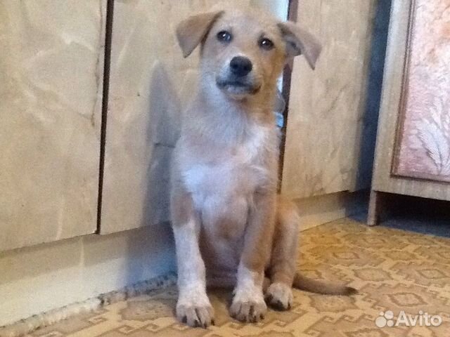 Щенок
