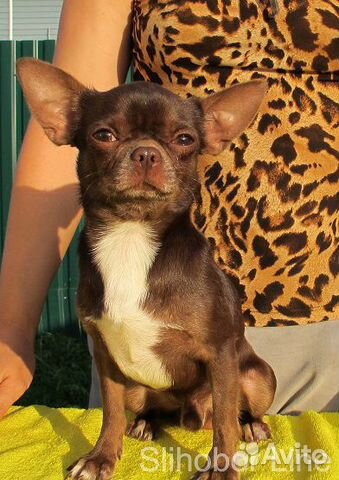 Шоколадный красивый мальЧишечка