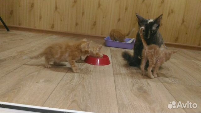 Котенок