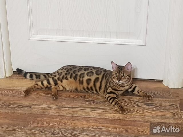 Бенгальские котята с крупными розетками на золоте