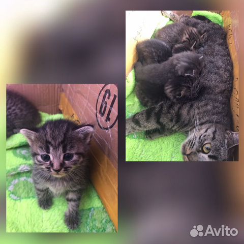 Котята в добрые руки