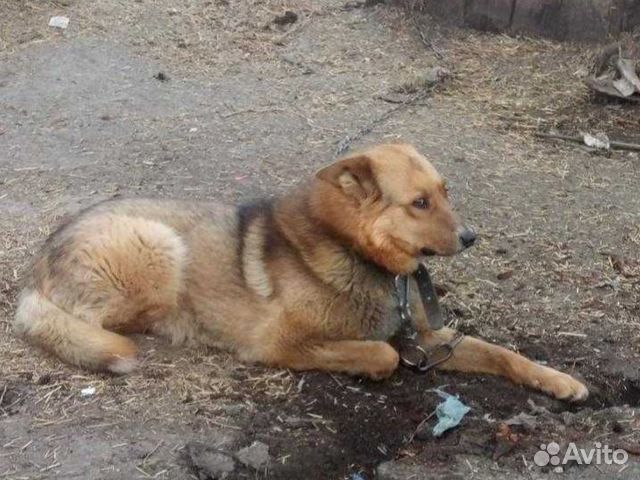 Пес Буян 2 года